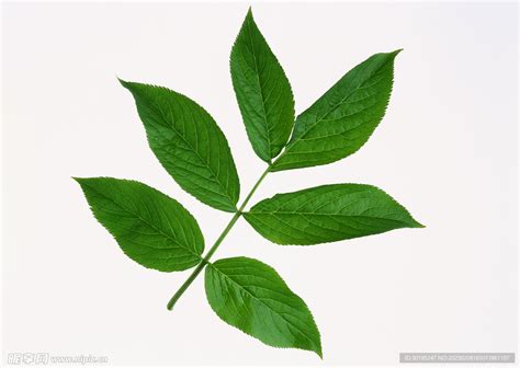 树叶摄影图自然风景自然景观摄影图库昵图网