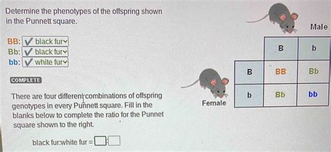 Solved Determine The Phenotypes Of The Offspring Shown In The Punnett