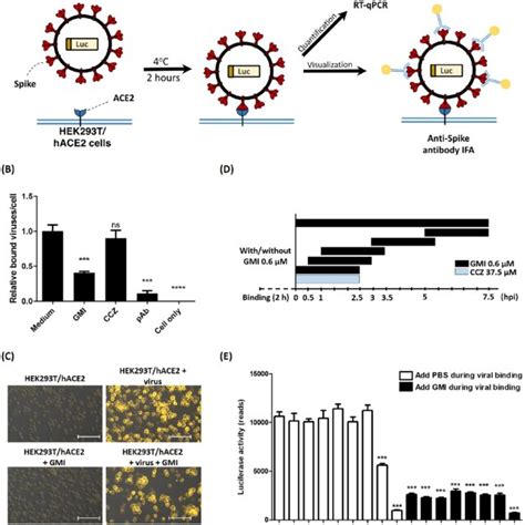 Gmi Impedes The Sars Cov 2 Spike Pseudotyped Virus From Binding To