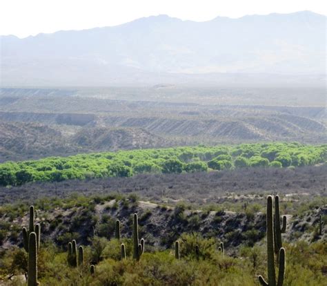 San Pedro River Valley Trees