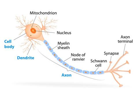 Small Molecule May Trigger Huntingtons Disease By Damaging Axons Neurons Glial Cells