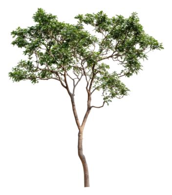 Tree Plan PNGs For Free Download