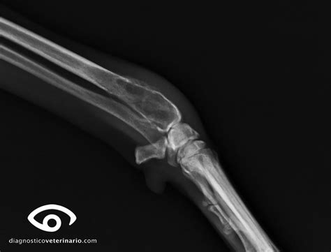 Osteosarcoma En El Perro El Gato Y El C Kit Diagnóstico Veterinario