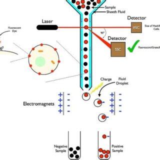 Fluorescence Assisted Cell Sorting FACS Showing Positive Cell Selection Download Scientific