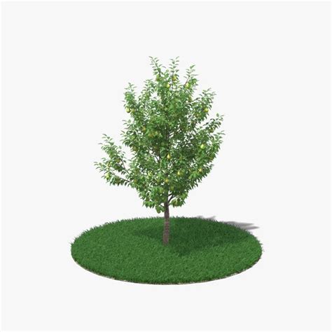 Pear Tree 3d Models Download