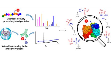 Chemical Approaches To Investigate Labile Peptide And Protein