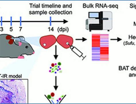 single cell rna sequencing reveals unknown cell types in the brain rna seq blog
