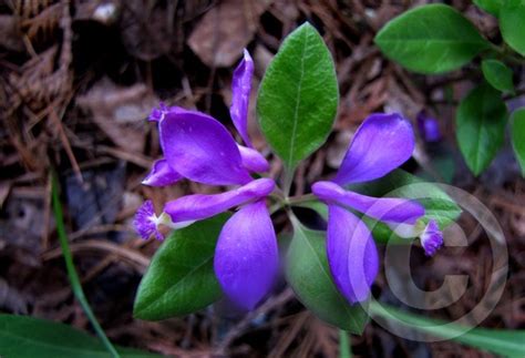 Fringed Polygala By Tom Bredesen