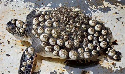 Removing Barnacles From Turtles Safely Proven Ways