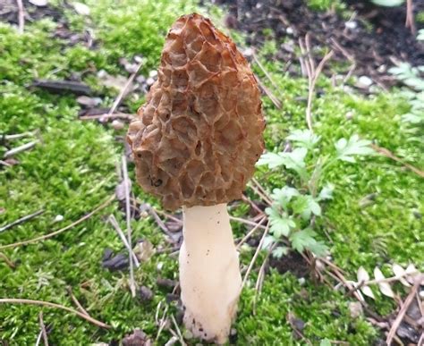 농진청 게르마늄과 단백질 풍부 ‘모렐버섯 인공재배 성공