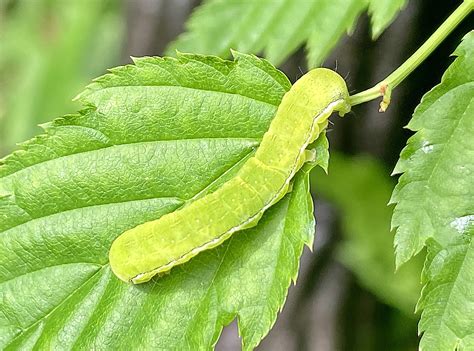 ヤガ科キバラモクメキリガ 奥行き1mの果樹園