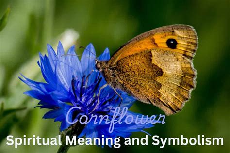 Cornflower Spiritual Meaning And Symbolism Messages And Interpretations