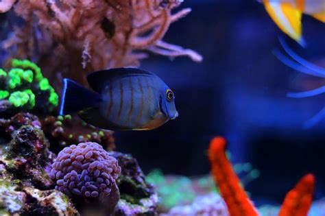Premium Photo Mimic Eibli Tang Acanthurus Tristis