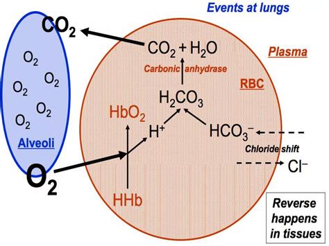 Acid Base Disorders Pptx
