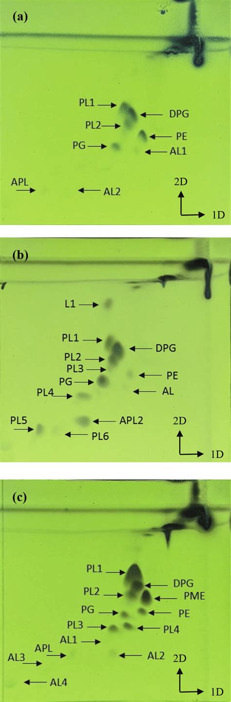 Two Dimensional Thin Layer Chromatographs Showing The Polar Lipids Of Download Scientific