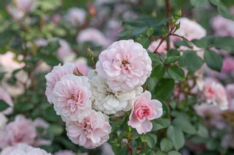 Cluster Rose Rosa Baco Pinkish Flowers Stock Image Image Of Botanical Flowers 303343535