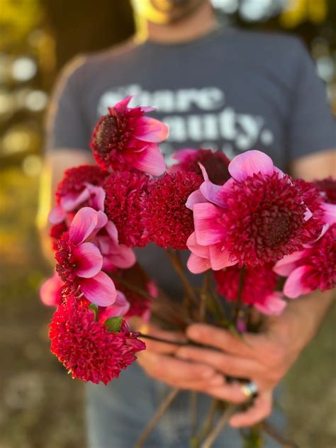 Ggs Ruby Tuesday Dahlia Tuber Triple Wren Farms