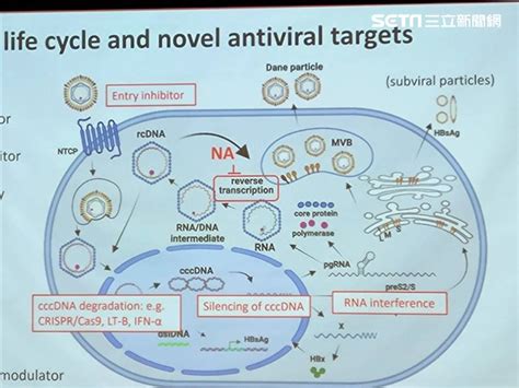 關掉這作祟dna！b肝有望能終身「治癒」 台大教授秀基因編輯治療潛力