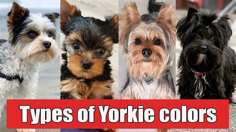 Yorkie Coats And Colors