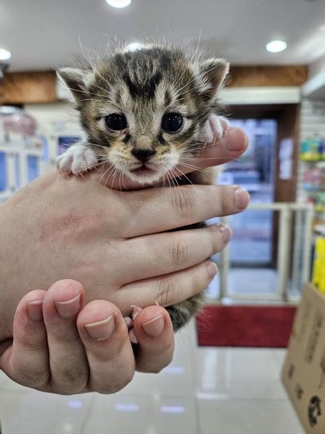 코리안숏헤어토리 고양이책임분양 인천고양이분양 수원고양이분양 서울고양이분양 대전고양이분양 평택고양이분양 시흥고양이분양