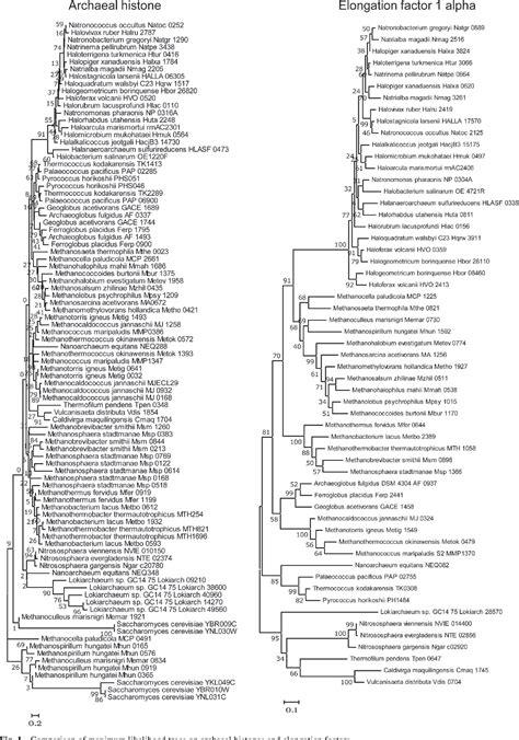 Table 1 From Archaeal Histone Distribution Is Associated With Archaeal Genome Base Composition