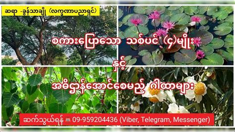စကားပြောသောသစ်ပင်၄မျိုးနှင့် အဓိဌာန်အောင်စေမည့်ဂါထာများ ခွန်သာချို