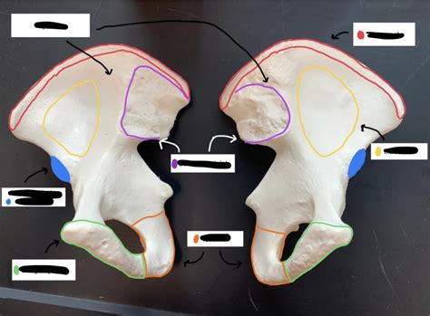 Appendicular Skeleton 15 Bones Diagram Quizlet