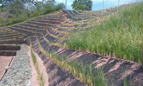 The Vetiver System Vs The Vetiver Network West Indies