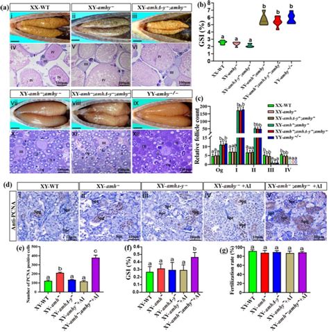 Roles Of Anti Müllerian Hormone And Its Duplicates In Sex Determination And Germ Cell