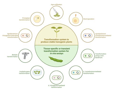 Genetic Transformation Methods For Soybean Biorender Science Templates