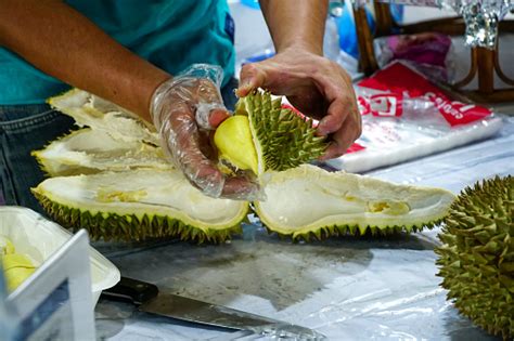 상인 필링 두리안 두리안 과일은 매우 향긋한 과일 열대 계절 과일 밝은 노란색 열대 과일로 먹을 준비가 되어 있습니다 두리안에 대한 스톡 사진 및 기타 이미지 Istock