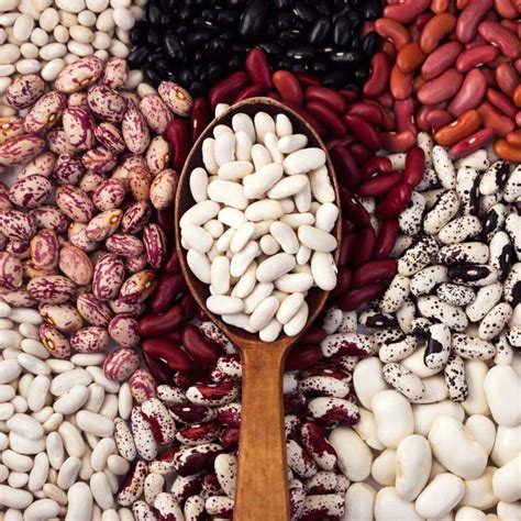 17 Popular Types Of Beans How To Use Them Insanely Good