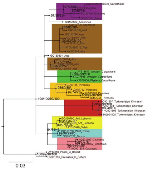 Phylogenetic 50 Majority Rule Consensus Tree Obtained With Bayesian