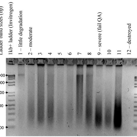 Dna Of Varying Quality From Formalin Fixed Paraffin Embedded Tissues Download Scientific