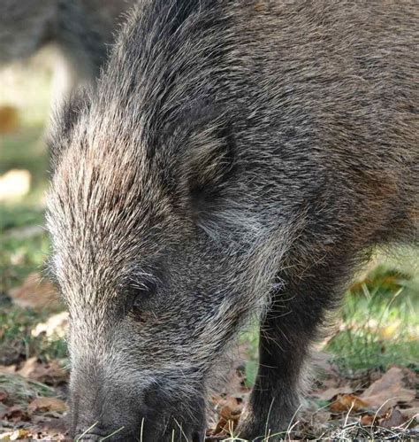 Święto Dzika W Krynicy Morskiej • Hellomierzejapl