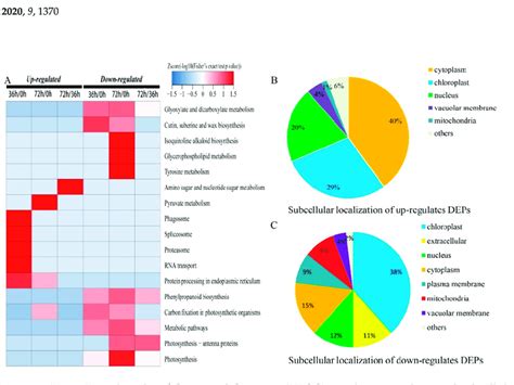 Kyoto Encyclopedia Of Genes And Genomes Kegg Enrichment Analysis And