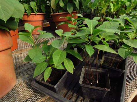 Чудогрядка рф Редкие растения Семена почтой 2024 ВКонтакте