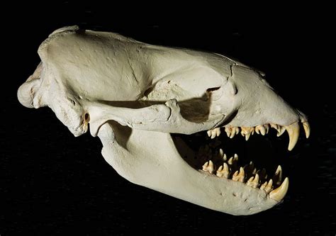 Leopard Seal Skull By Millard H Sharp