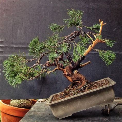 A Juniper And Some Severe Bending Adams Art And Bonsai Blog