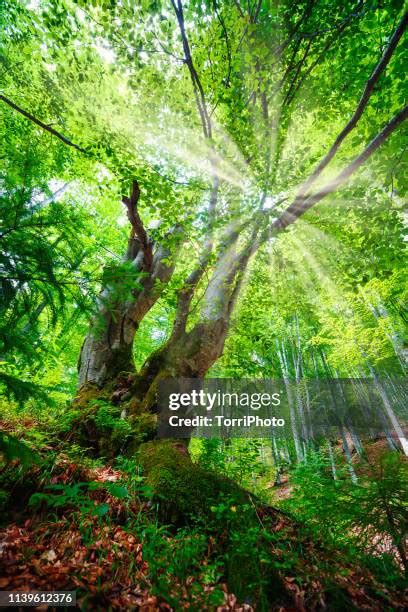 Primeval Beech Forests Of The Carpathians Photos And Premium High Res
