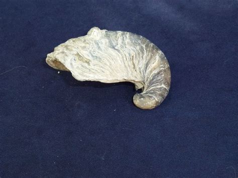 Its Massive Fossilized Oyster Shell The Tingle Factor Box
