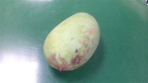 Mango Detection Object Detection Dataset By Wmsu