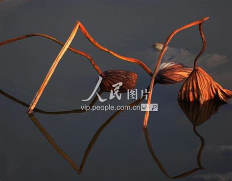 残荷之美 人民图片网