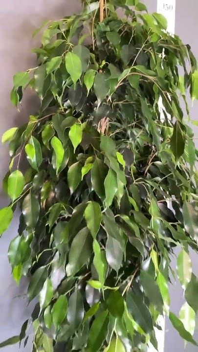 Фикус Бенджамина Миднайт леди, высота 145 см, диаметр 27 см. #green # ...