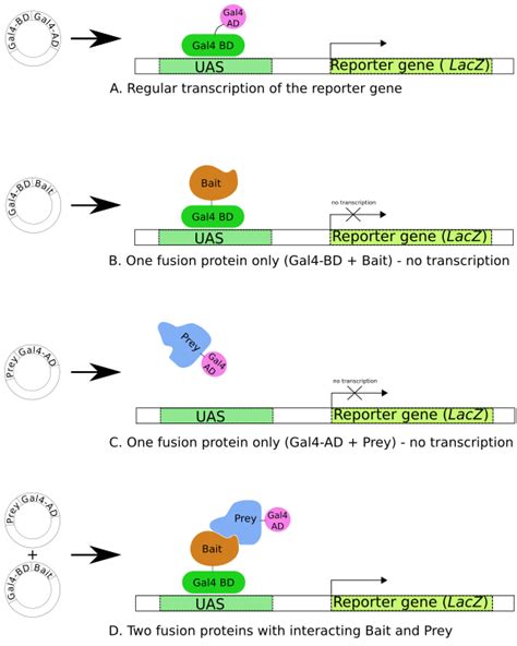 Yeast Hybridization Service Kmd Bioscience Nanobody Discovery Platform Protein Expression