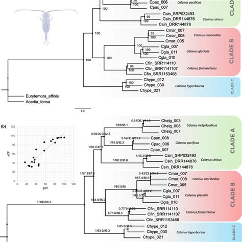 A Maximum‐likelihood Ml Phylogenetic Tree Of Seven Calanus Species