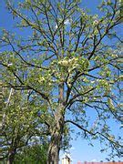 Categoryrobinia Pseudoacacia In Flower Wikimedia Commons