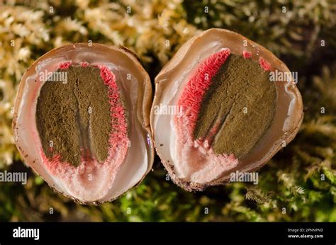 Cross Sectioncuttlefish Mushroom Witchs Egg Cross Section Stock