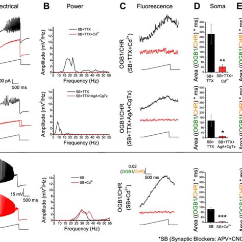 Wide Field Calcium Imaging With Ogb1 A Image From The Peak Of A Download Scientific Diagram
