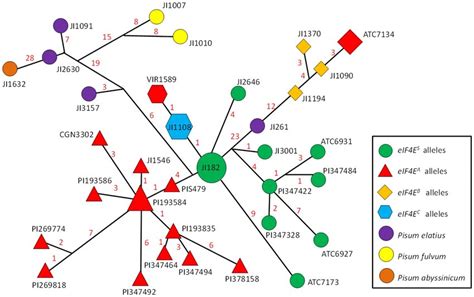 Haplotype Network Of 34 Alleles Identified At Eif4e Whole Gene Level